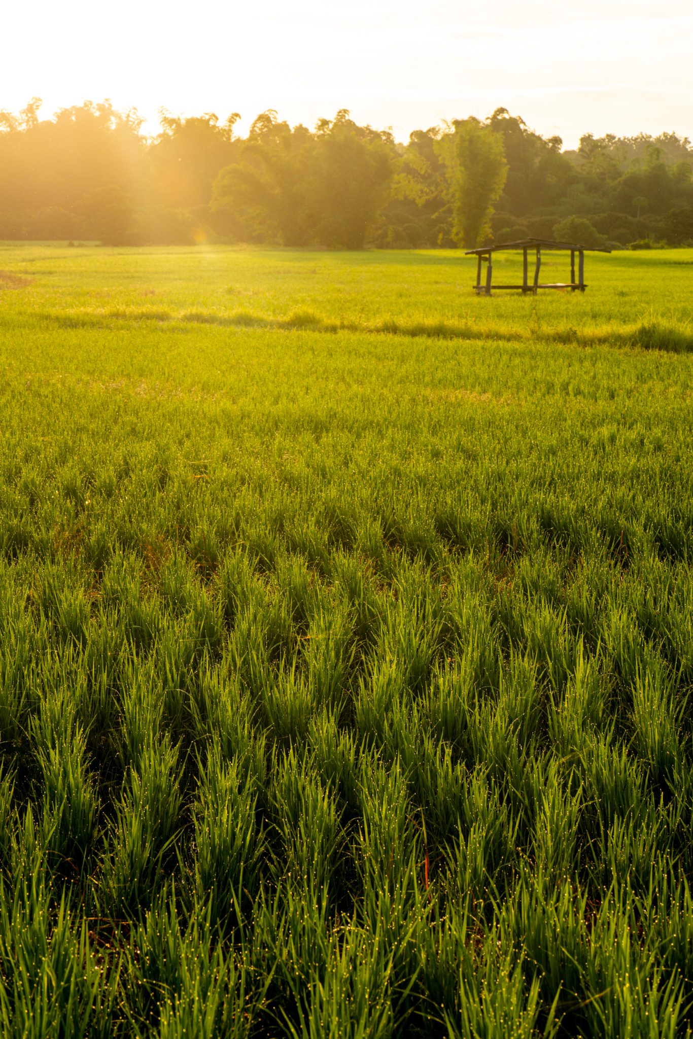 Understanding the Importance of Light in Photography - kevinlj.com